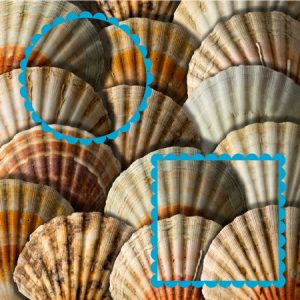 Creating Scalloped Edges | CreativePro Network