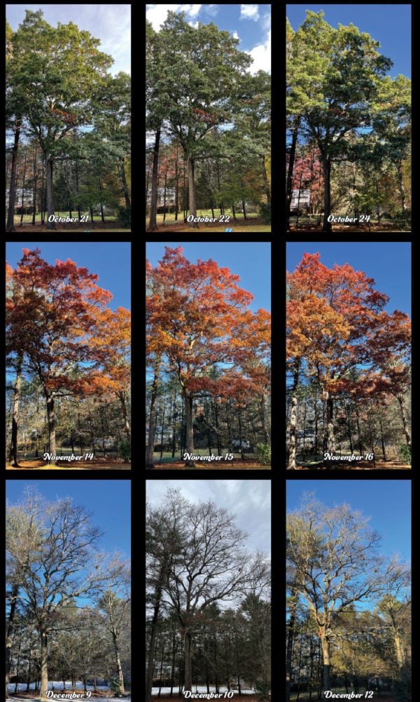 InDesign How-to: Change the Date Format in Captions | CreativePro Network